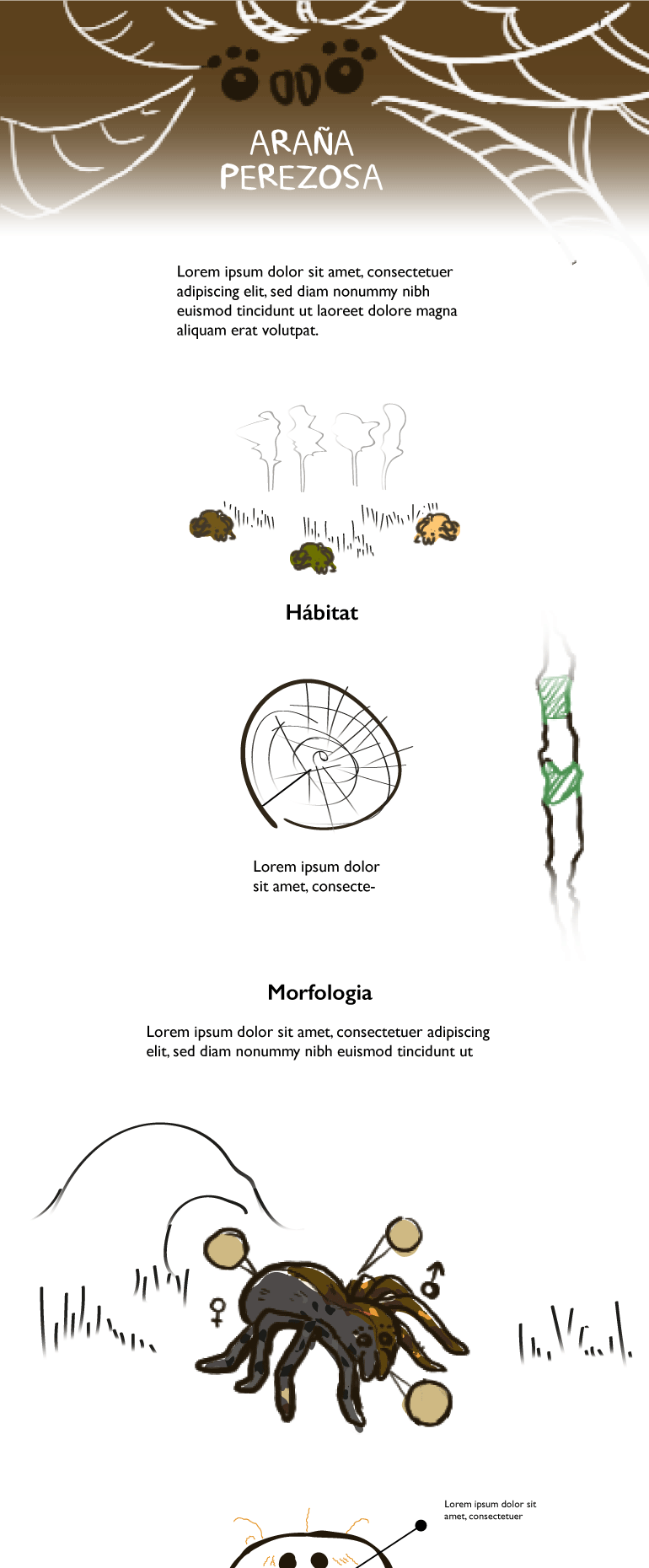 Bocetos Arana Pollito