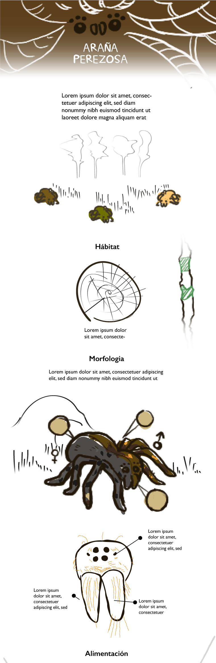 Bocetos Arana Pollito