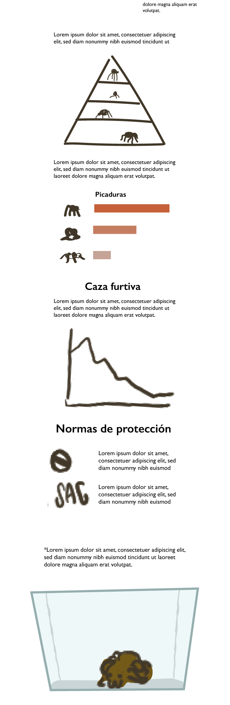 Bocetos Arana Pollito