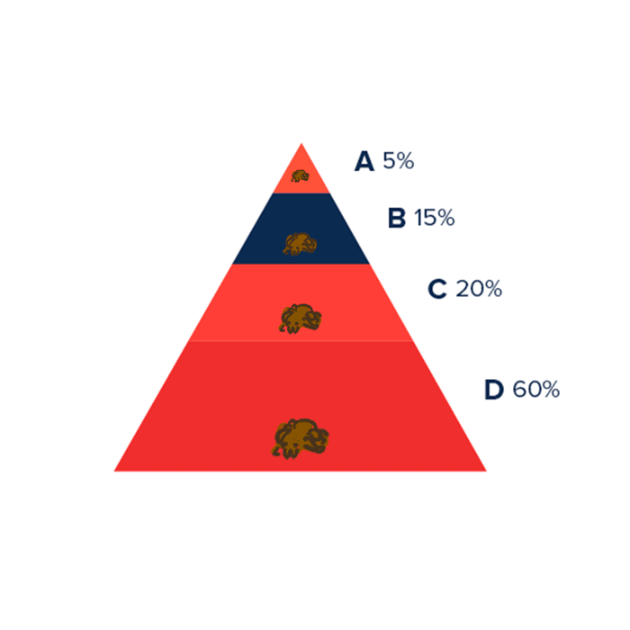 Bocetos Arana Pollito
