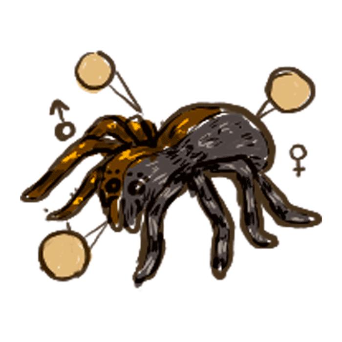 Bocetos Arana Pollito