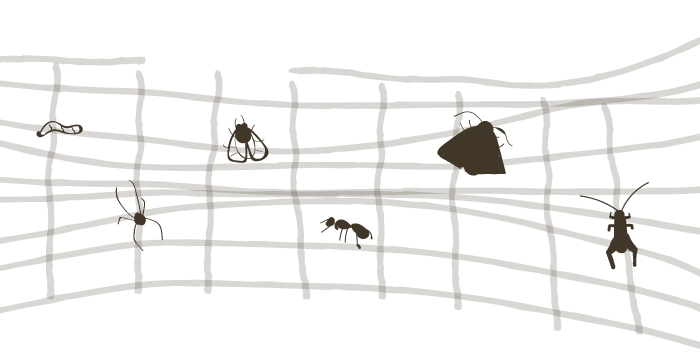 Bocetos Arana Pollito